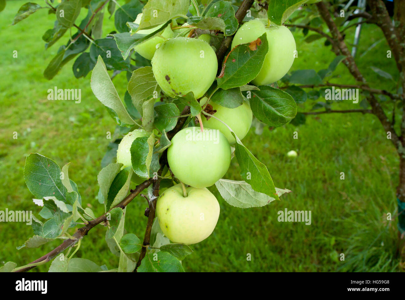 Apples hanging on a tree after the rain Stock Photo - Alamy