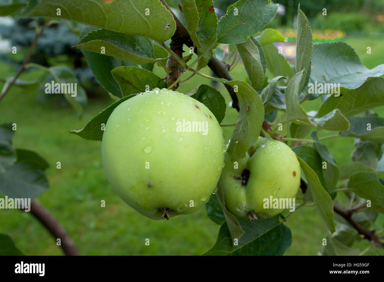 Apples hanging on a tree after the rain Stock Photo - Alamy