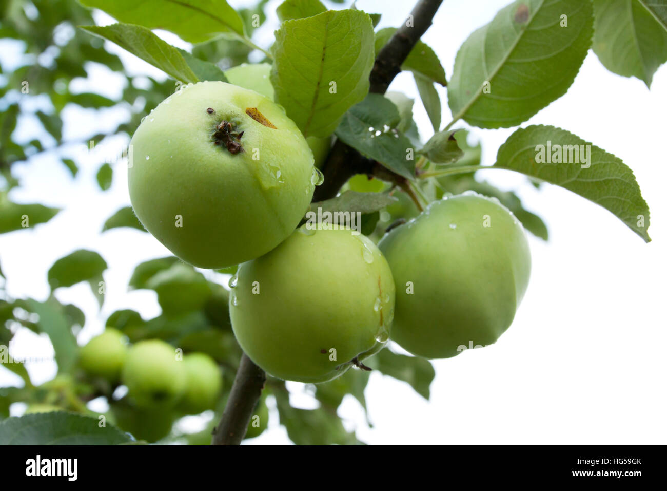 Apples hanging on a tree after the rain Stock Photo - Alamy