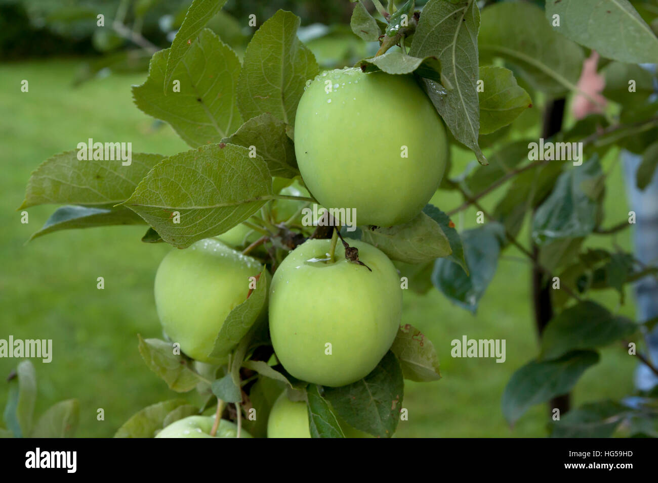Apples hanging on a tree after the rain Stock Photo - Alamy