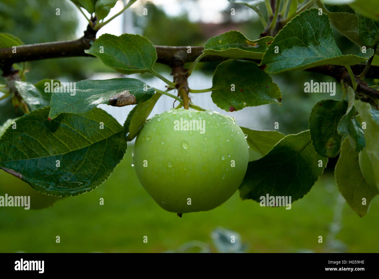 Apples hanging on a tree after the rain Stock Photo - Alamy