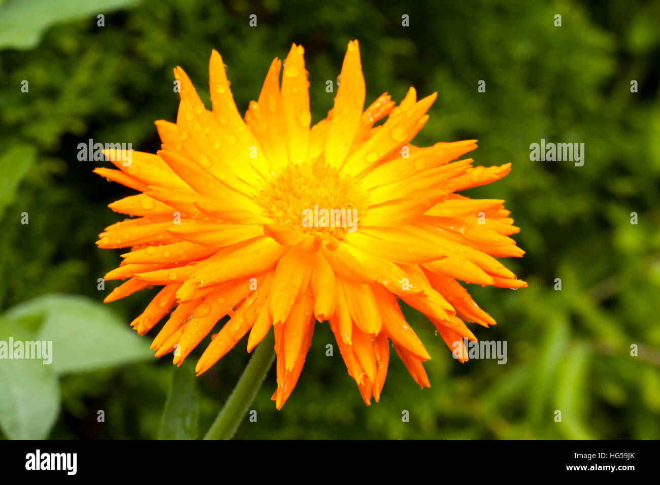Flower of orange calendula large, close-up macro Stock Photo - Alamy