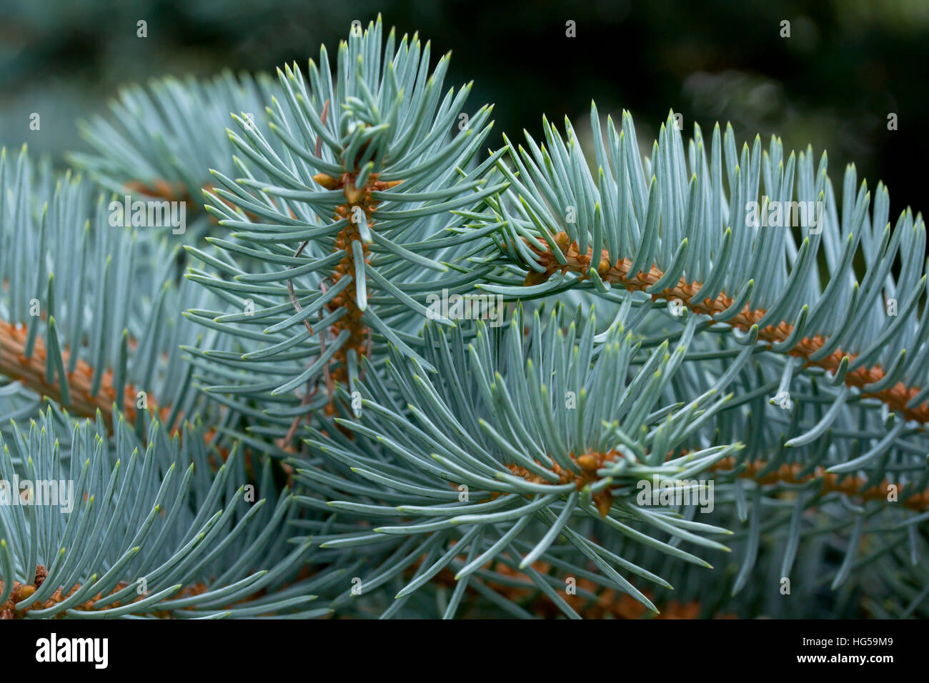 Branches of blue spruce in large, close-up macro Stock Photo - Alamy
