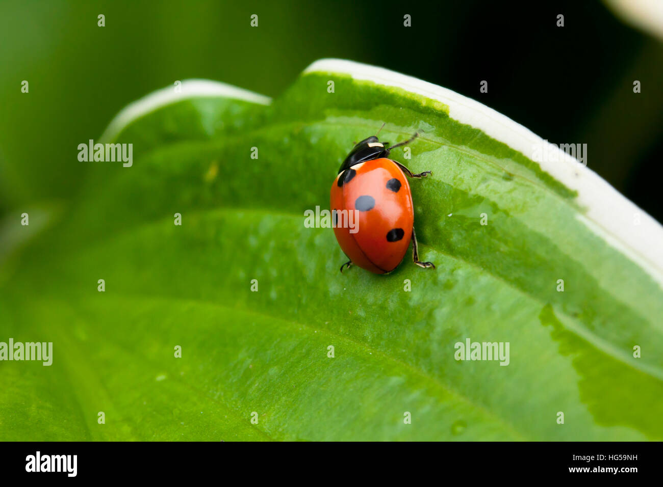 Ladybug sitting on a green leaf, macro Stock Photo - Alamy