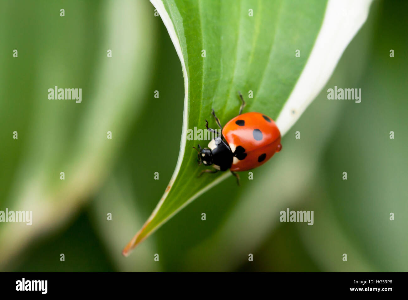 Ladybug sitting on a green leaf, macro Stock Photo - Alamy