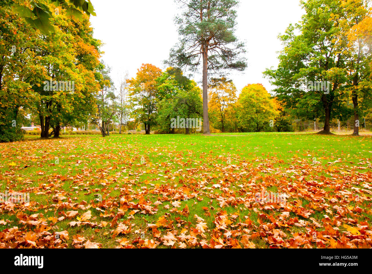 Colorful foliage in the autumn city park at september Stock Photo - Alamy