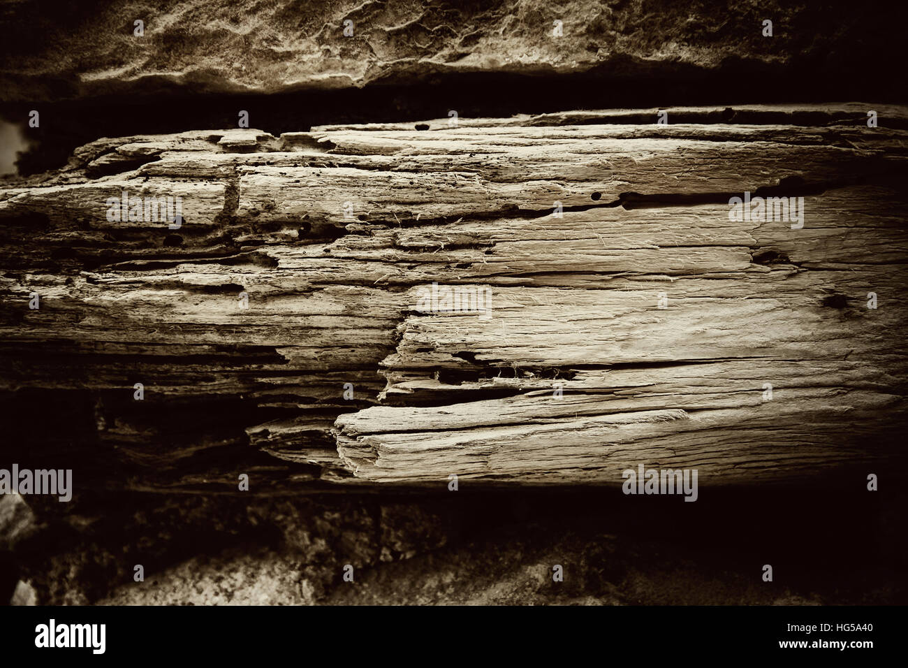 Rotted tree hi-res stock photography and images - Alamy