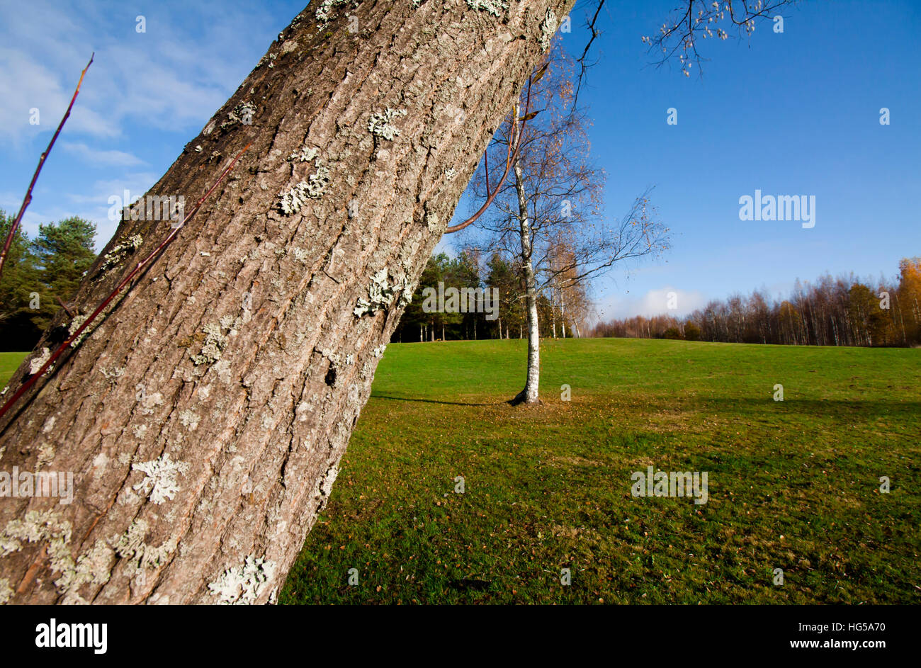Leaning tree in city park at beautiful autumn Stock Photo - Alamy