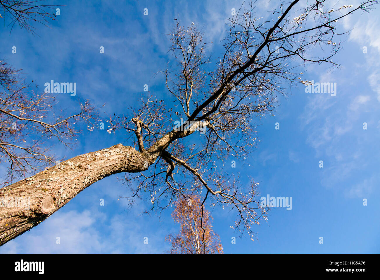 Leaning tree on sky background in city park at beautiful autumn Stock ...