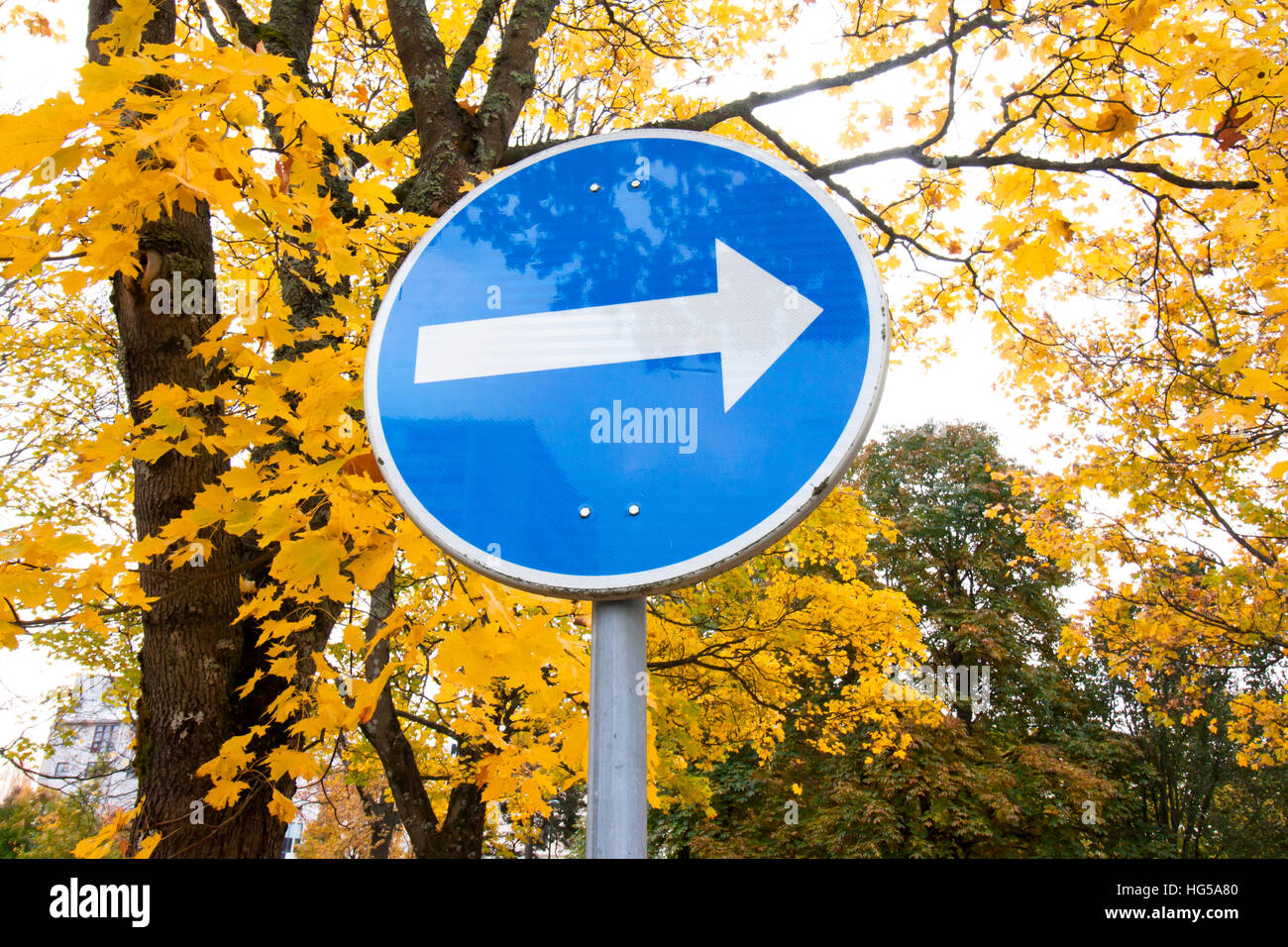 Blue road sign with white arrow pointing right on yellow foliage ...