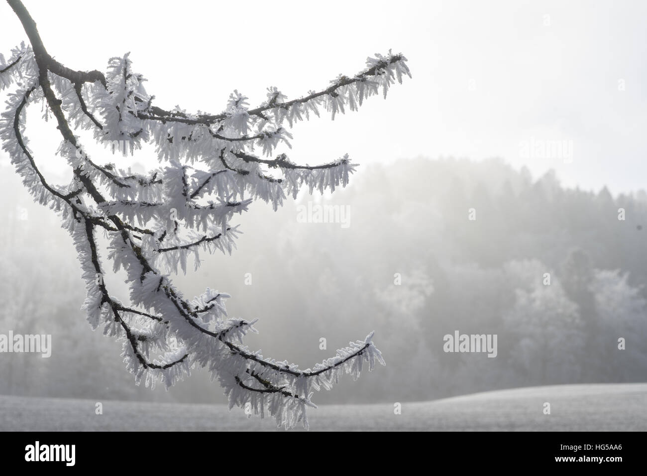 Frozen branch hi-res stock photography and images - Alamy