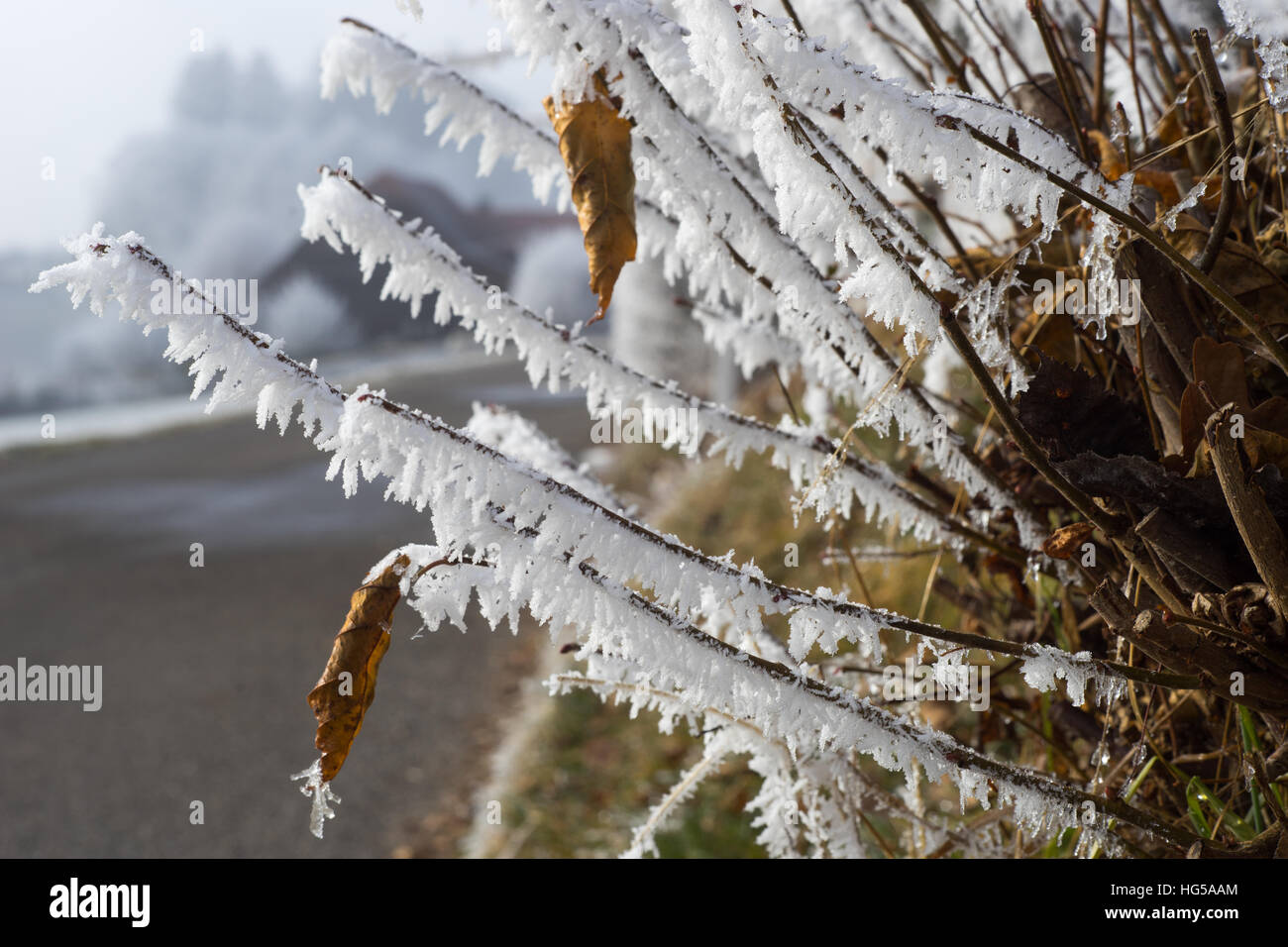 Frozen branch hi-res stock photography and images - Alamy