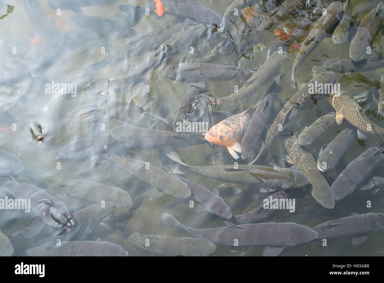 Koi fish wild hi-res stock photography and images - Alamy