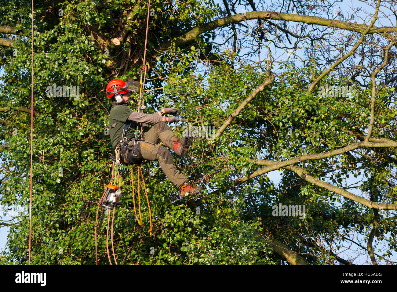 Pruning back trees hi-res stock photography and images - Alamy