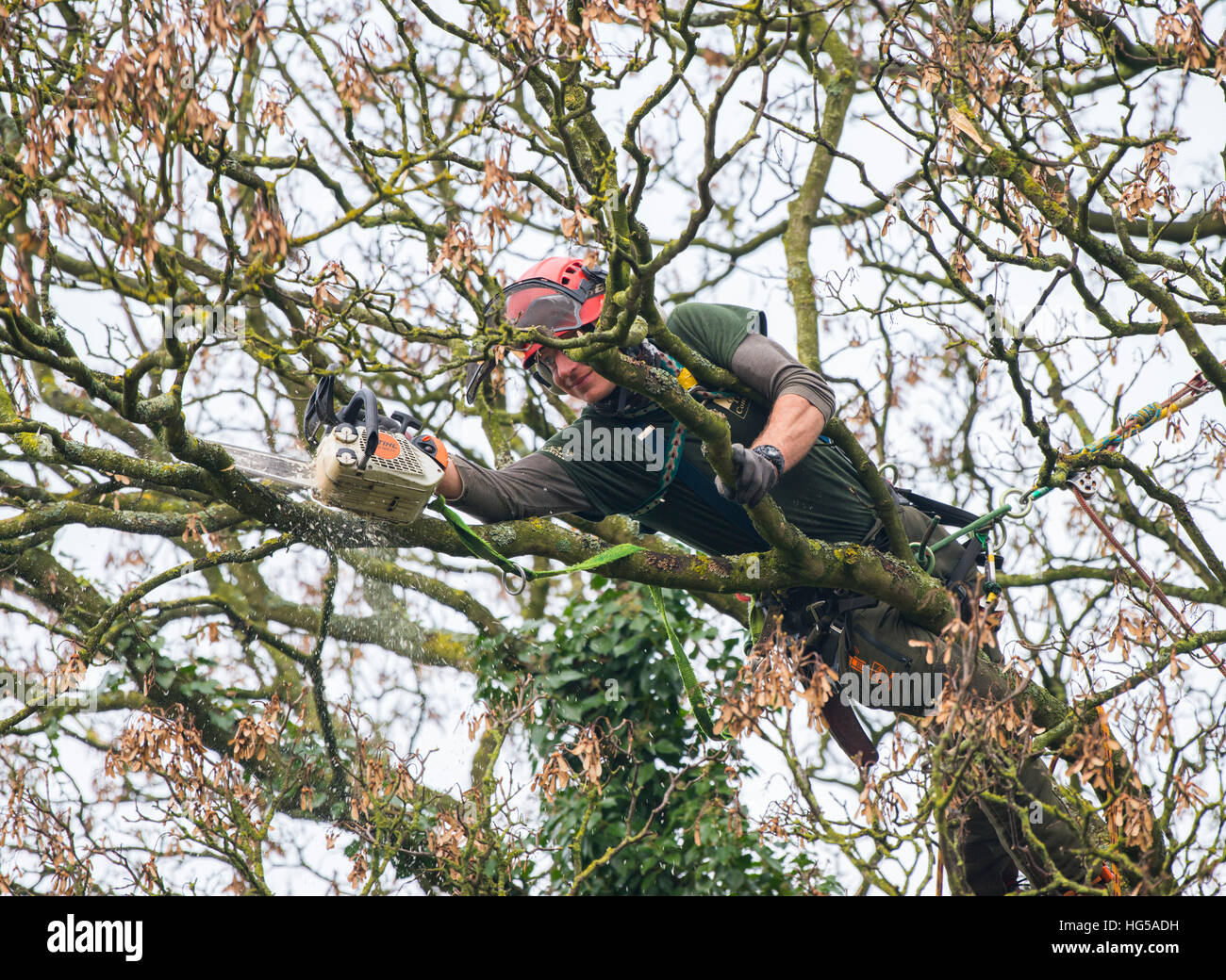 Cutting branches on trees hi-res stock photography and images - Alamy
