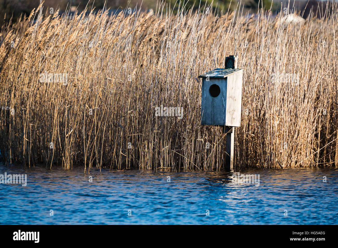 Large holed birdhouse or nesting box for seabirds in a reed bed Stock ...