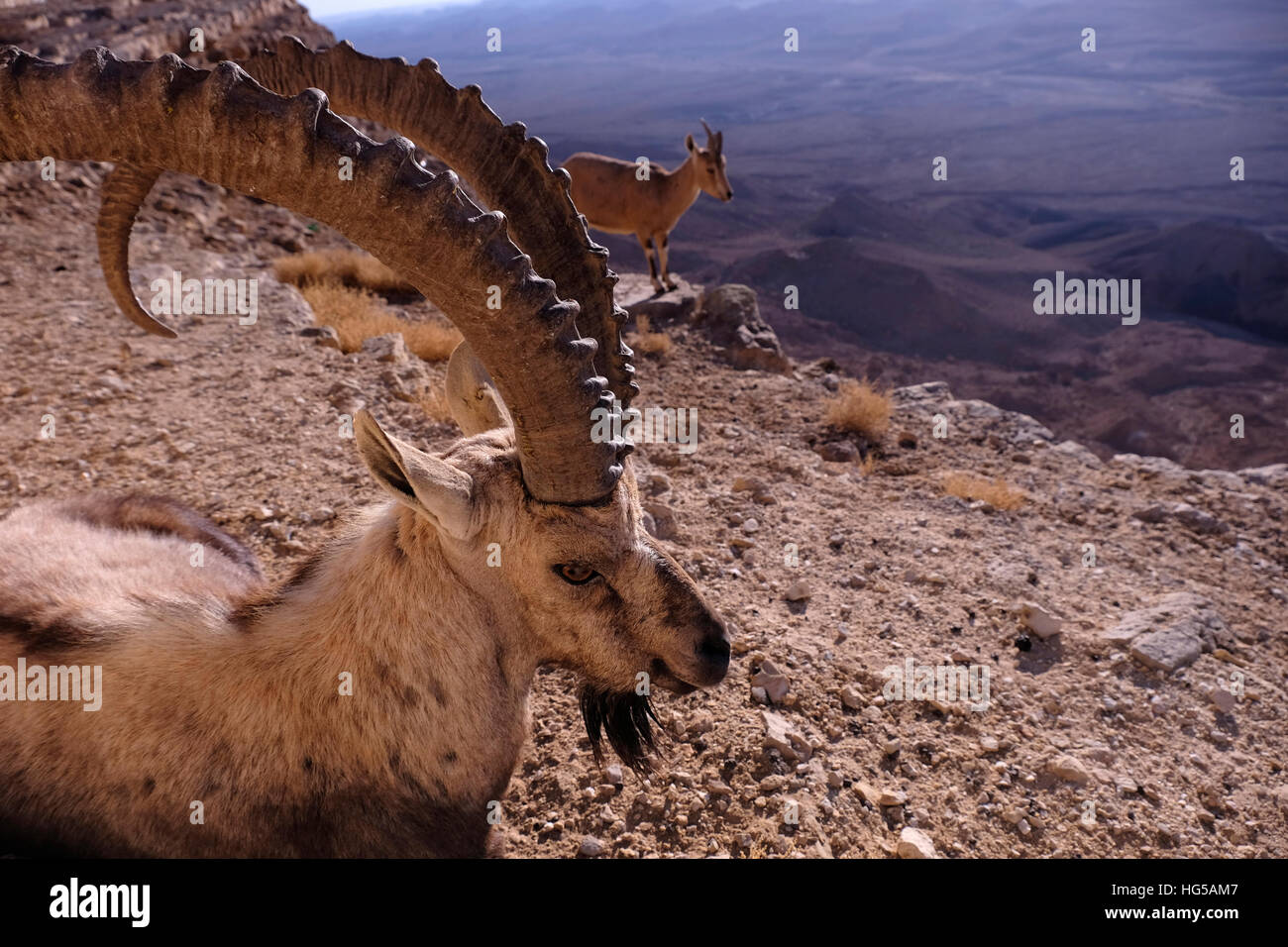 Nubian ibex desert-dwelling goats roam on a cliff rim at the edge of ...