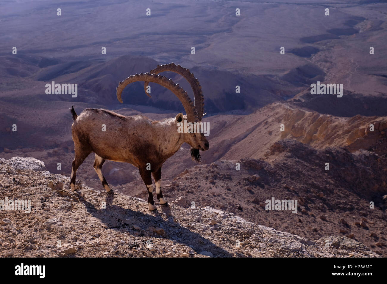 A Nubian ibex desert-dwelling goat roam on a cliff rim at the edge of ...