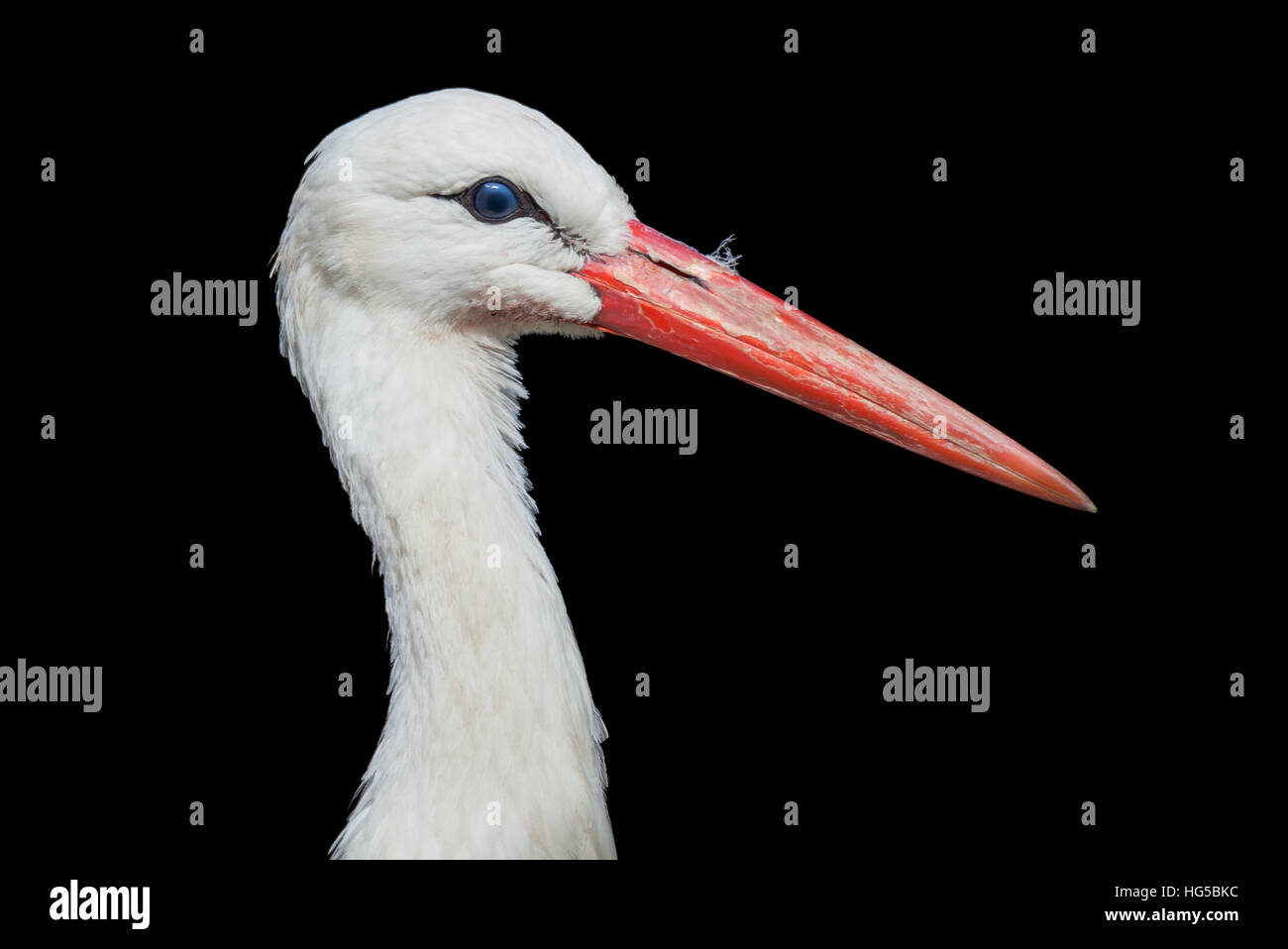 White stork close up head shot Stock Photo - Alamy