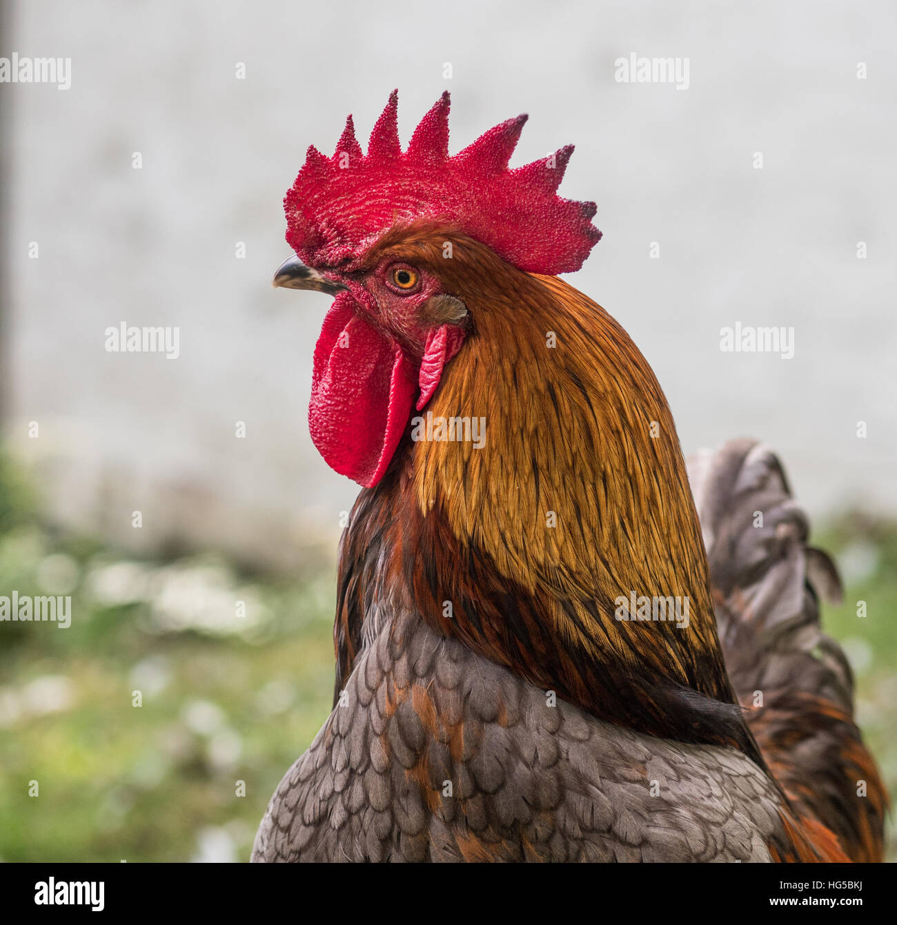 A cockerel portrait head shot Stock Photo - Alamy