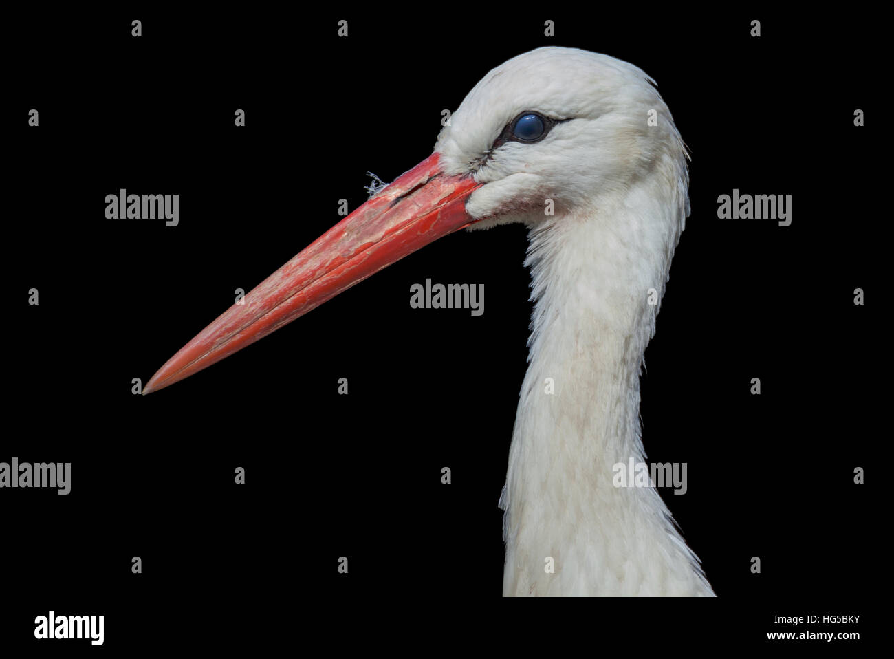 White stork close up head shot Stock Photo - Alamy