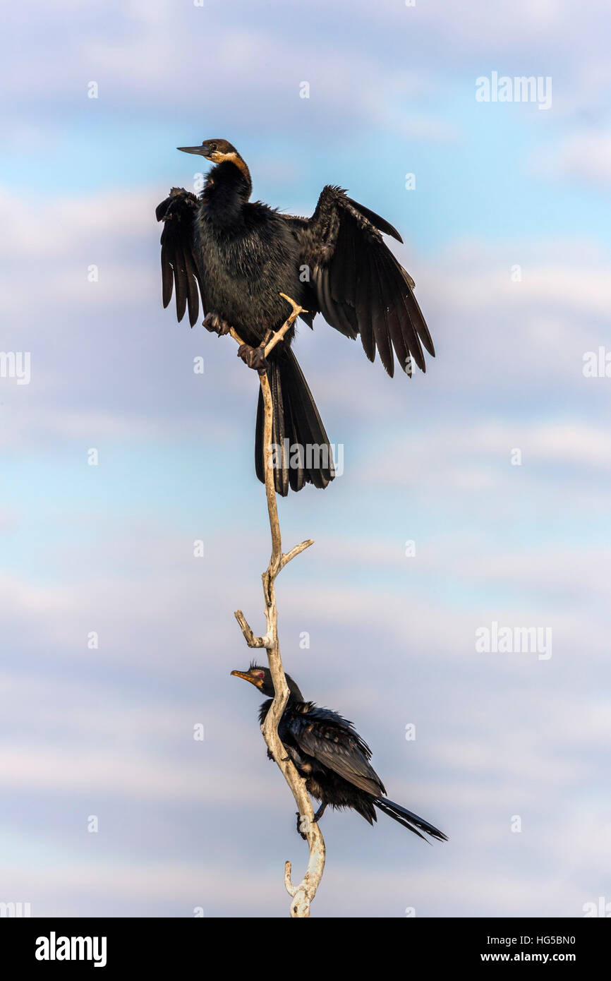 African darter (Anhinga rufa), Chobe River, Botswana Stock Photo - Alamy