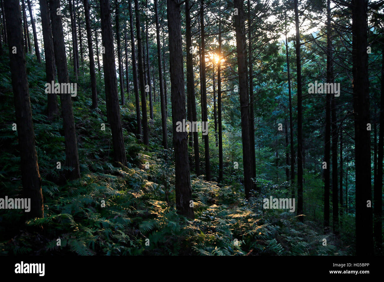 Forest at Mount Joyaima, Izu Peninsula, Honshu, Japan, Asia Stock Photo ...