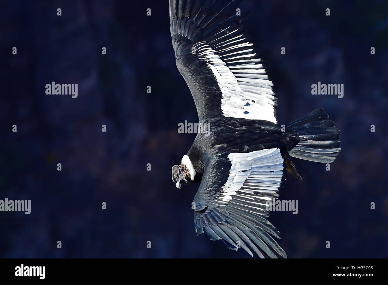 Andean condor hi-res stock photography and images - Alamy