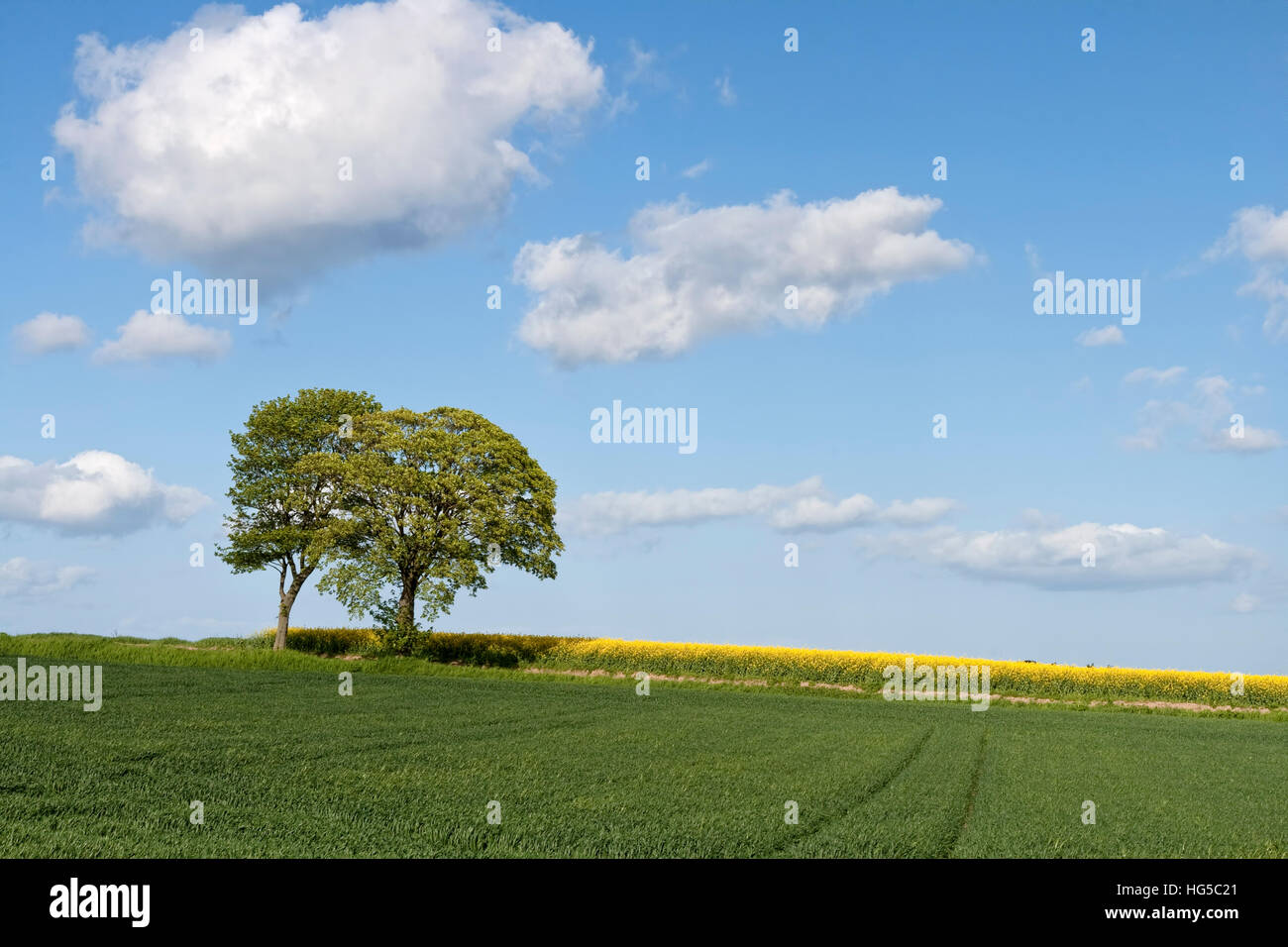 Rapeseed tree hi-res stock photography and images - Alamy