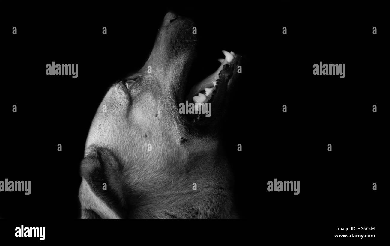 Minimal dog hi-res stock photography and images - Alamy