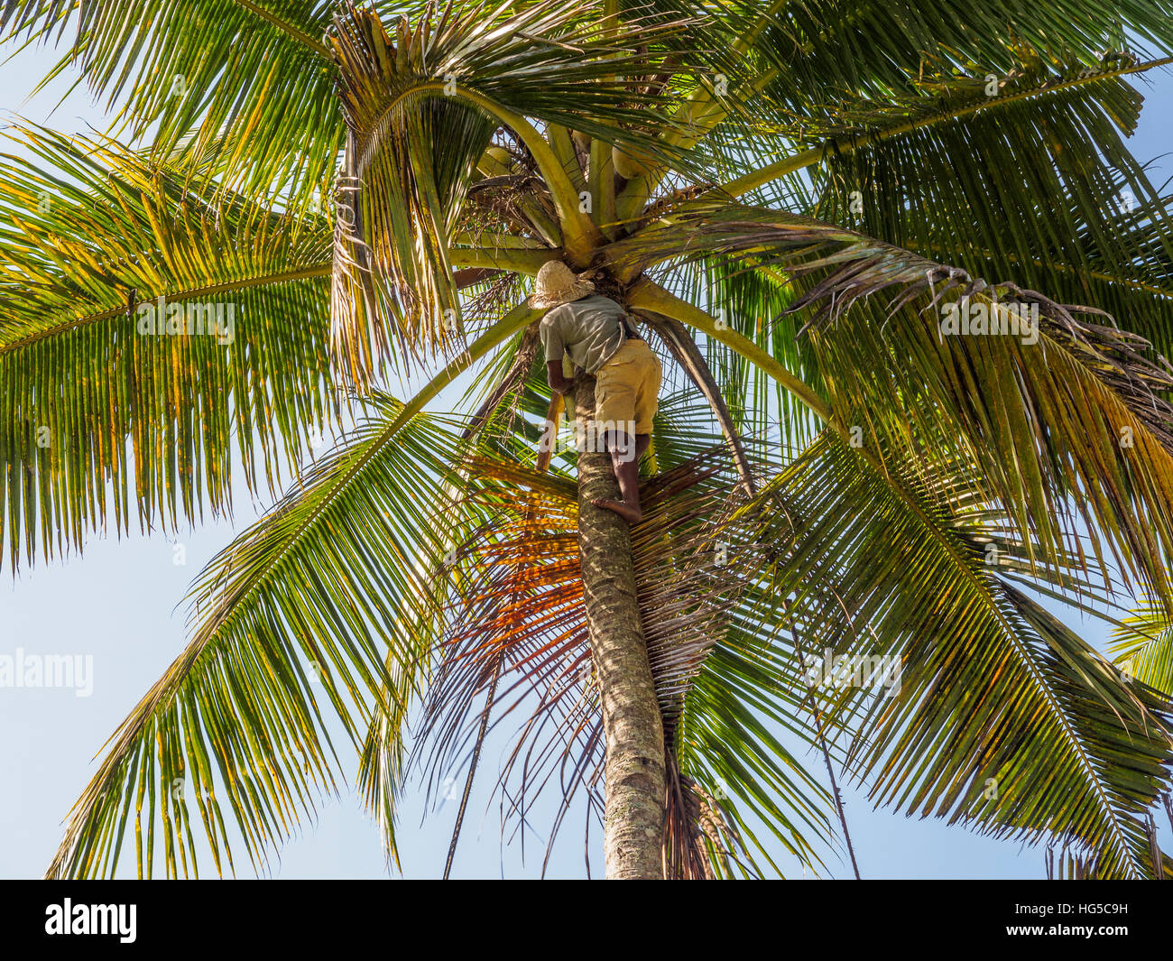 Palm cutting hi-res stock photography and images - Alamy