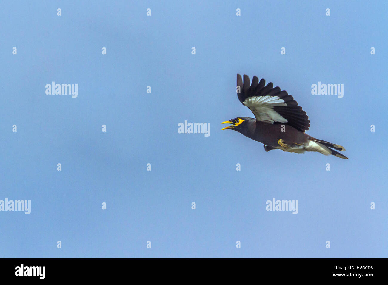 Common mynah flying isolated in blue sky ; specie Acridotheres tristis ...