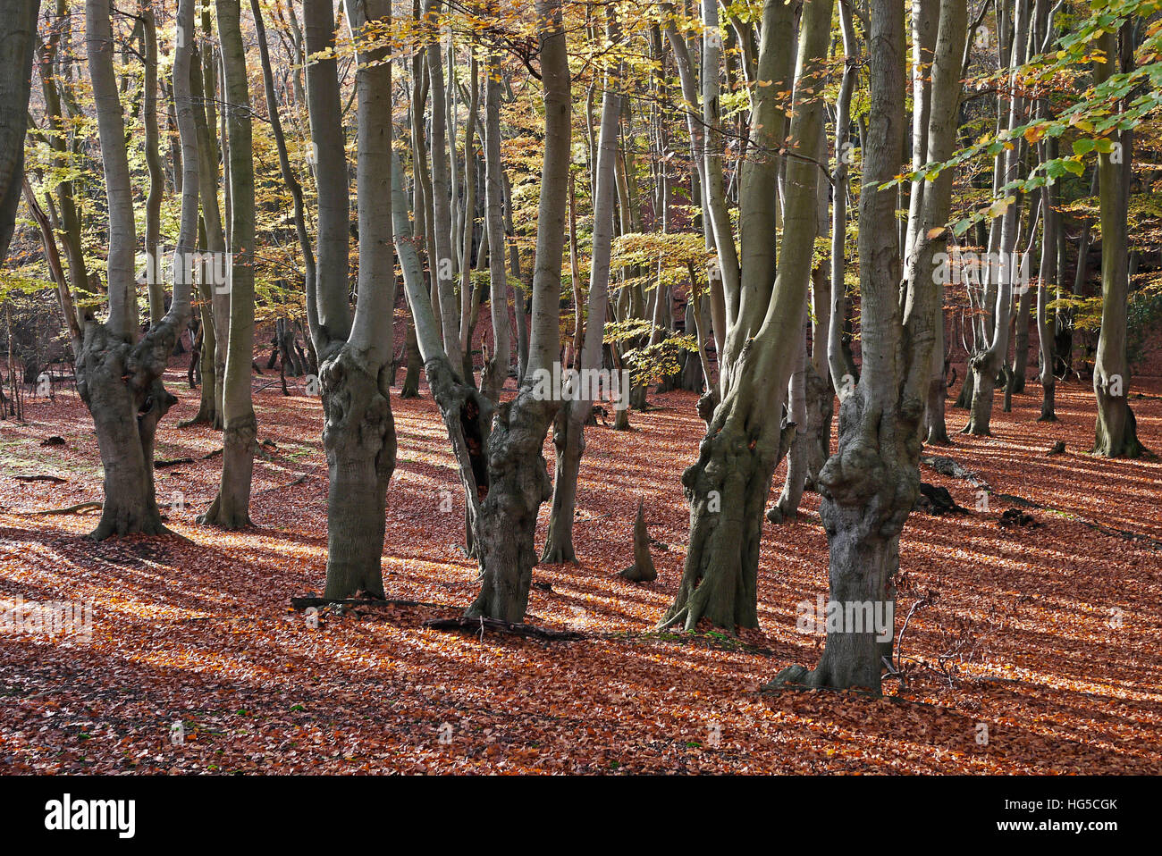 Pollarded Beech Tree High Resolution Stock Photography and Images - Alamy