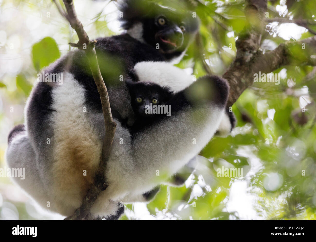Howling Indri lemur (Indri indri), Analamazaotra Special Reserve ...