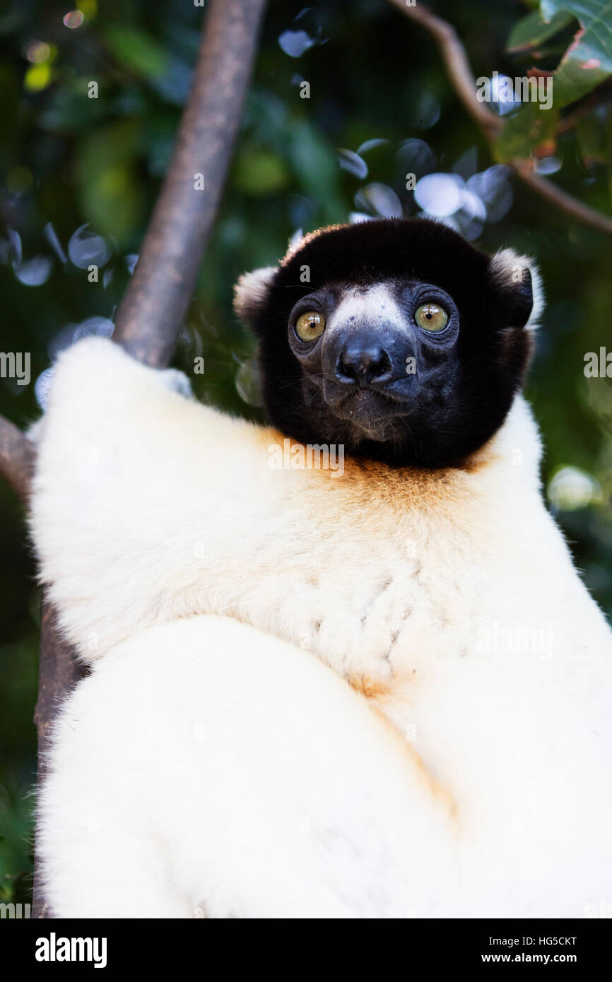 Crowned Verreaux's Sifaka (propithecus verreauxi coronatus), Nosy ...