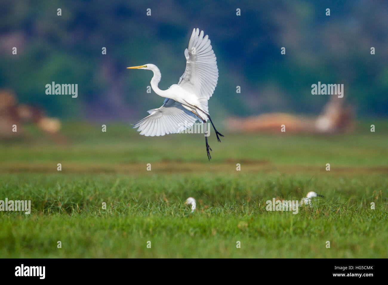 great egret Arugam bay lagoon, Sri Lanka ; specie Ardea alba family of ...