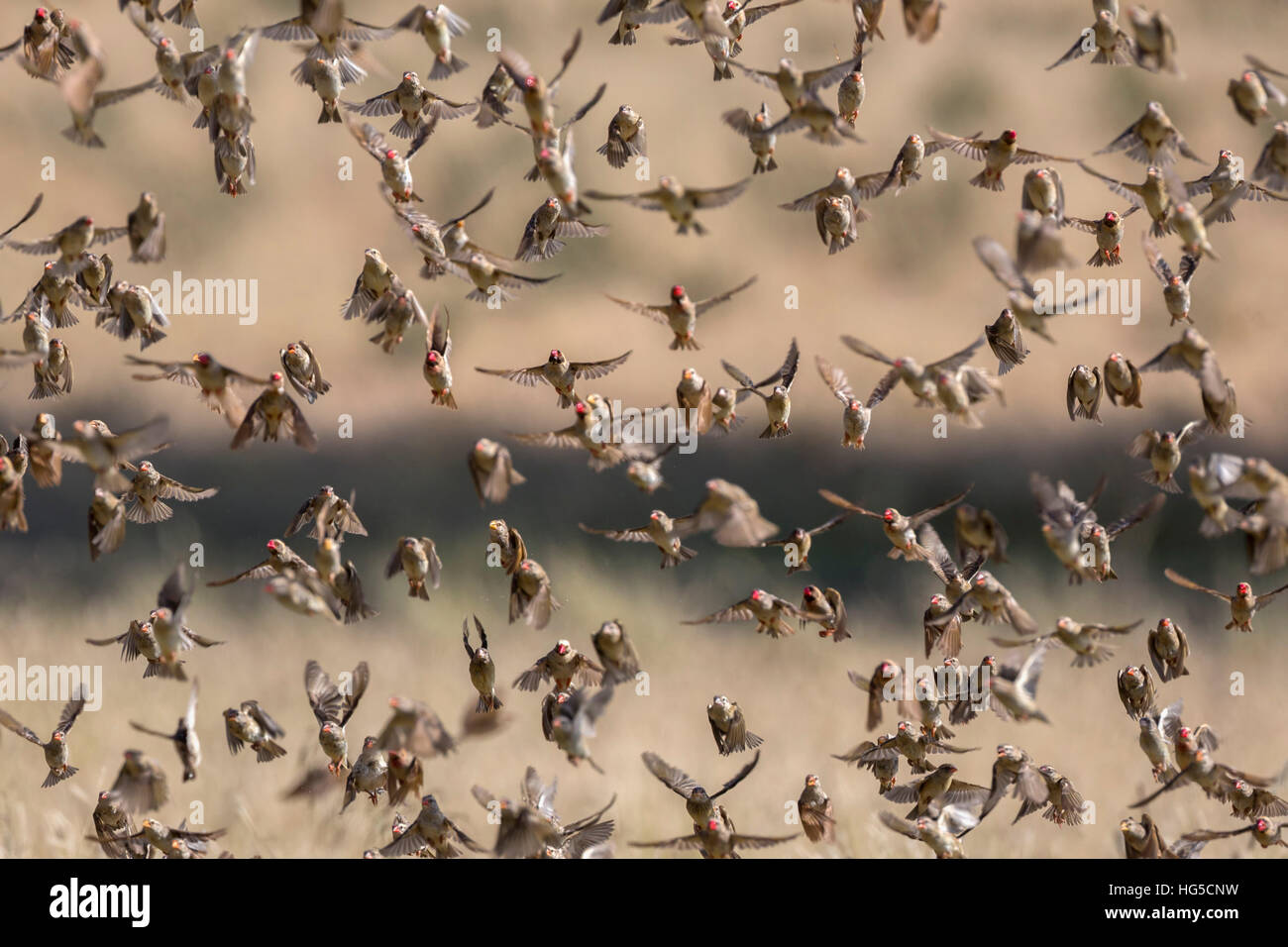 Red-billed quelea (Quelea quelea) flocking at water, Kgalagadi ...