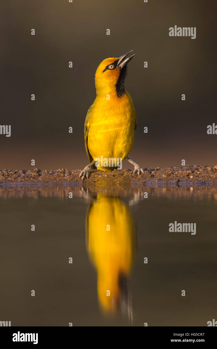 Spectacled weaver (Ploceus ocularis), Zimanga private game reserve ...