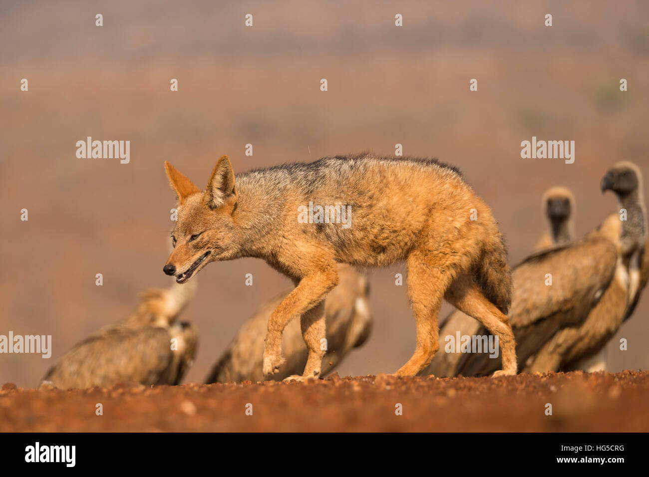 Blackbacked jackal (Canis mesomelas) with whitebacked vultures (Gyps ...