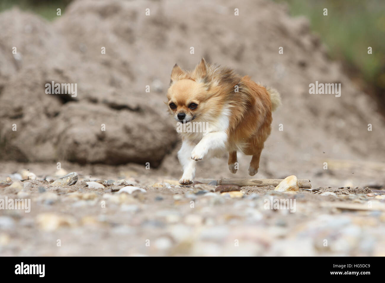 Dog Chihuahua longhair adult running on the beach Stock Photo - Alamy