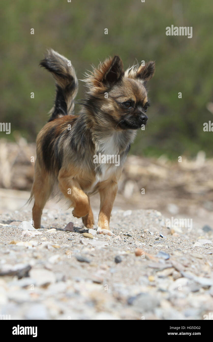 "Dog Chihuahua longhair adult adults running face Stock Photo - Alamy