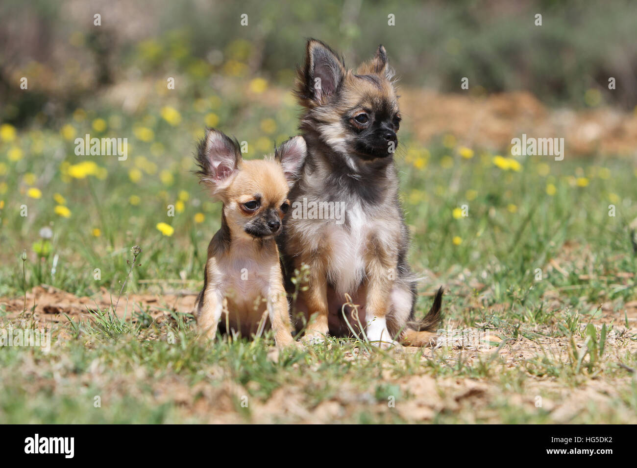 Dog Chihuahua longhair and shorthair / adult and puppy different colors ...