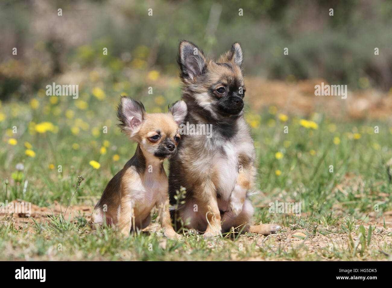 Dog Chihuahua longhair and shorthair / adult and puppy different colors ...