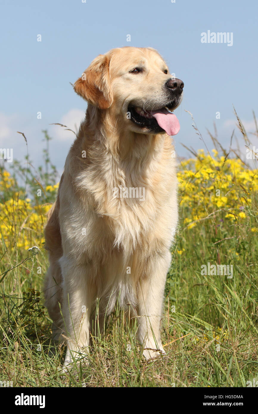 Working golden retriever hi-res stock photography and images - Alamy