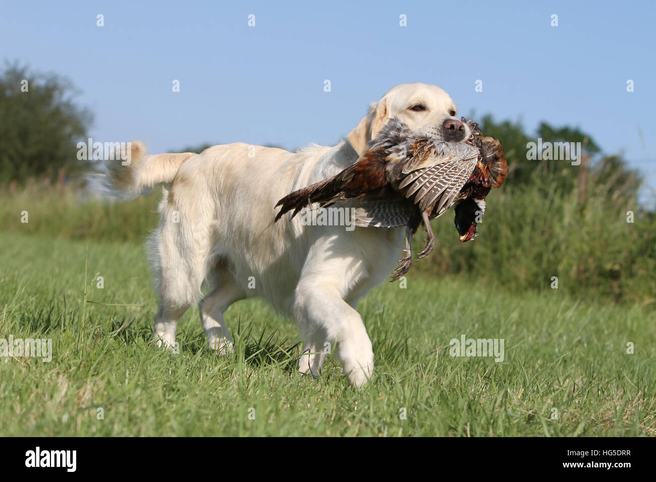 Dog Golden Retriever adult running in a field Stock Photo - Alamy