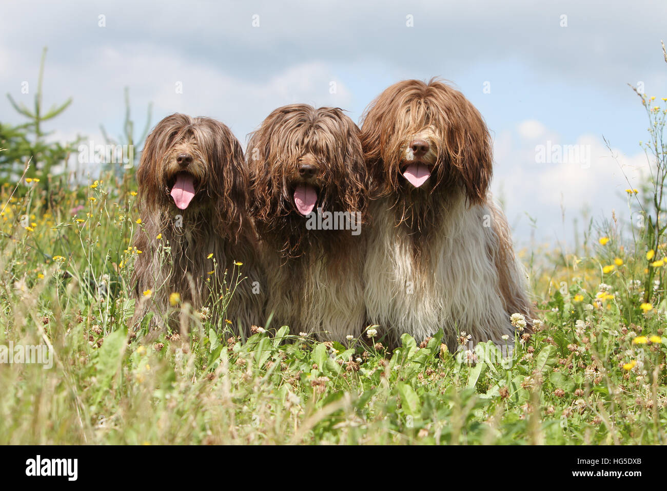 Dog Schapendoes / Dutch Sheepdog three adult sitting in a meadow Stock ...