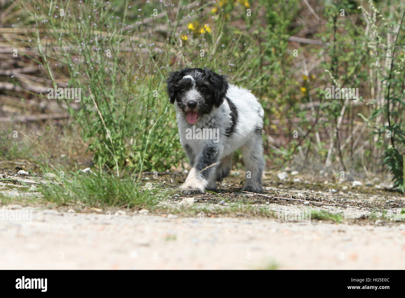 Dog Schapendoes / Dutch Sheepdog puppy running in a nature Stock Photo ...