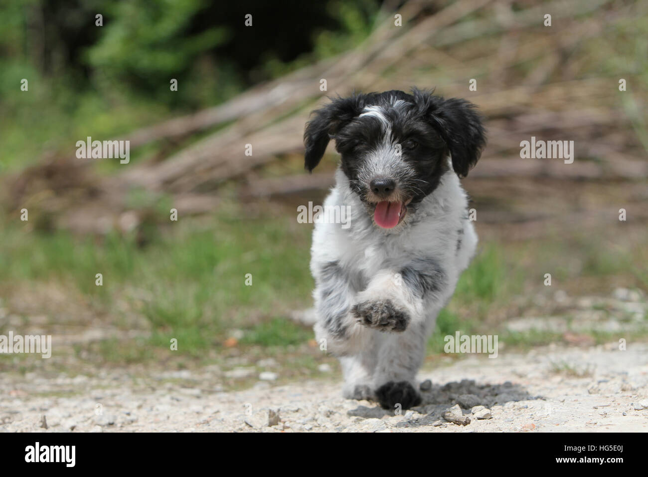 Dog Schapendoes / Dutch Sheepdog puppy running in a nature Stock Photo ...