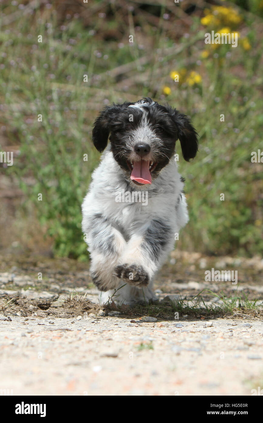 Dog Schapendoes / Dutch Sheepdog puppy running in a nature Stock Photo ...