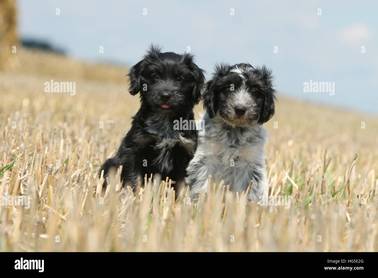 Dog Schapendoes / Dutch Sheepdog two puppies different colors sitting ...